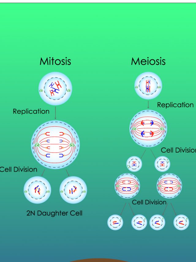 Differences Between Mitosis and Meiosis Cell Division - Aakash Blog