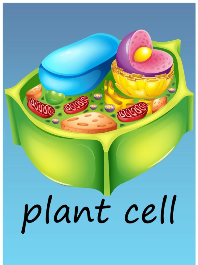 Plant Cell: Definition, Cell Organelles and Their Functions CBSE Class ...