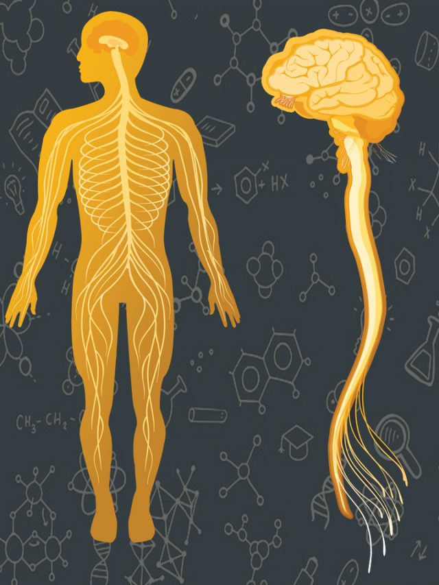 Explain the Concept of Involuntary Actions with Example - Aakash Blog