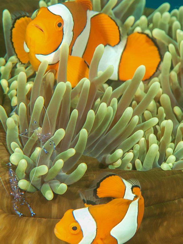 Define Commensalism with Examples - Aakash Blog