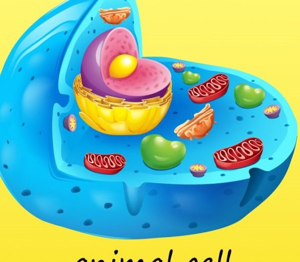 Animal Cell: Important Notes For NEET 2022 Biology