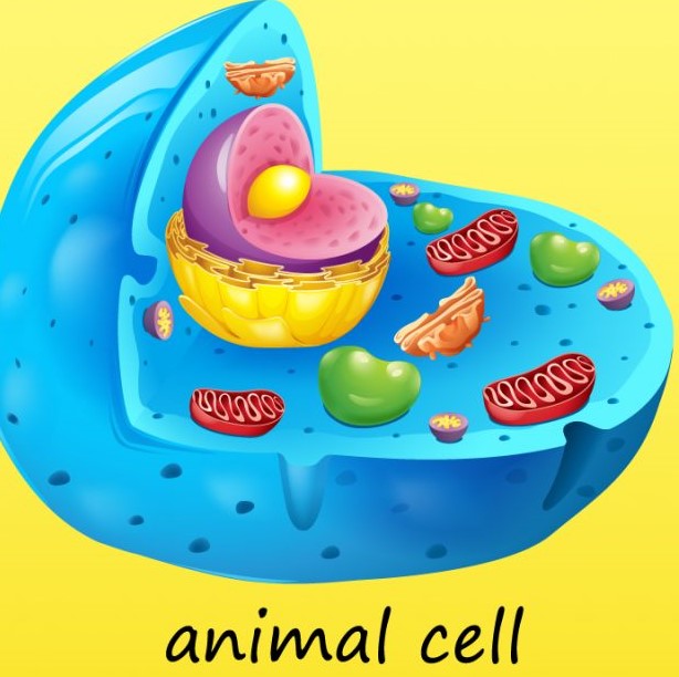 Animal Cell: Important Notes For NEET 2022 Biology