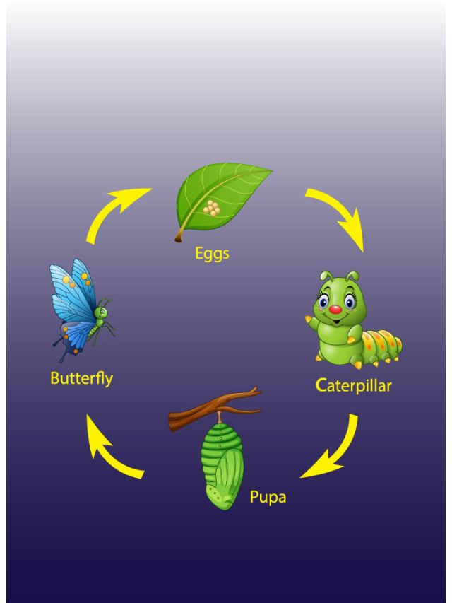 Define Diapause. What Is its Significance? - Aakash Blog