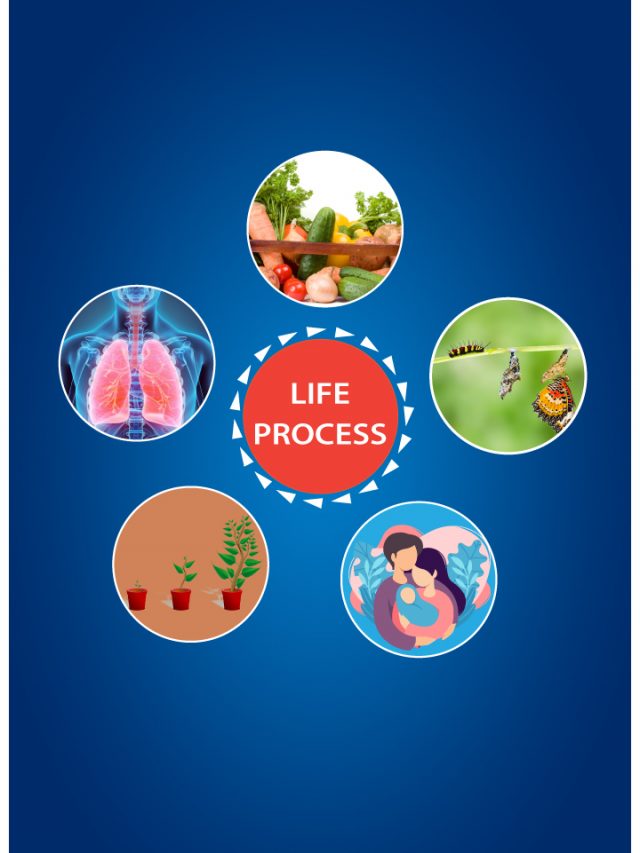 Introduction to Life Processes, Types and Importance with Examples