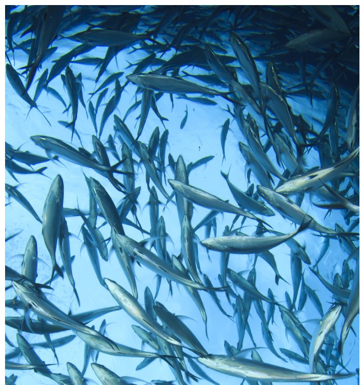 World Tuna Day 2022: Theme, Significance and Importance