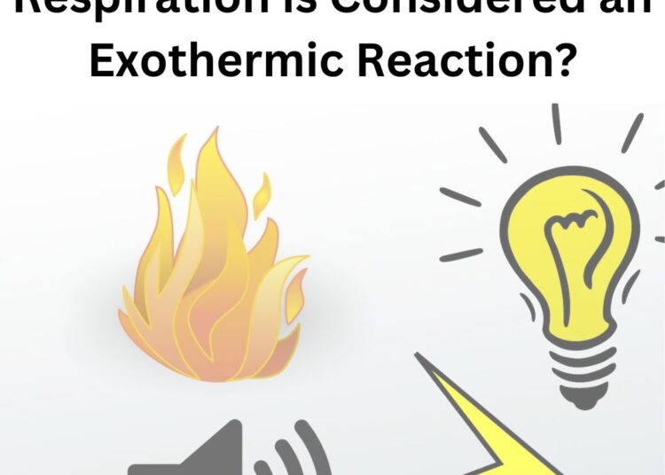 What is the Reason Respiration is Considered an Exothermic Reaction?