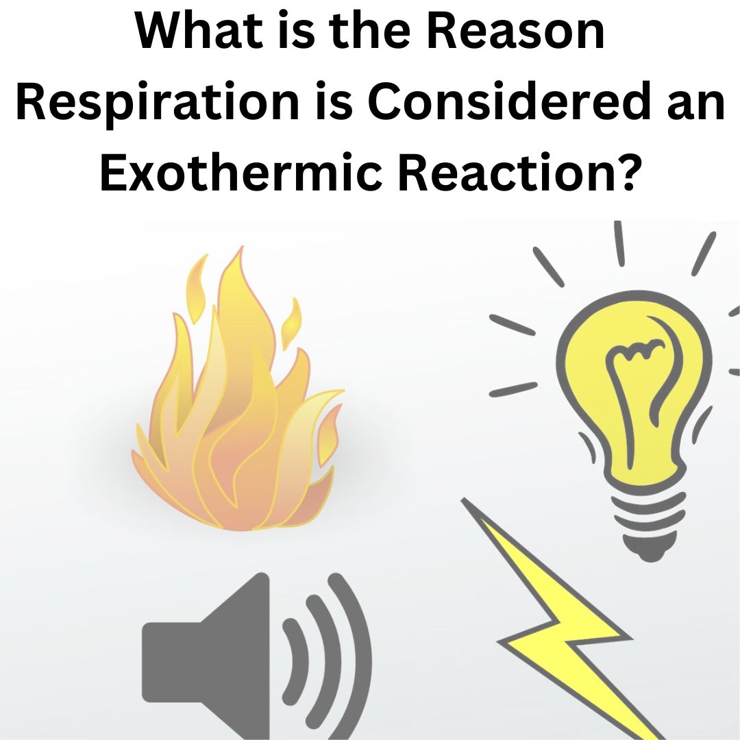 What is the Reason Respiration is Considered an Exothermic Reaction?