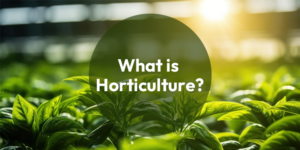 What is Horticulture?