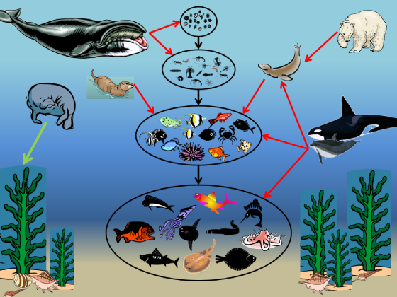 Food Webs: Structure, Importance, and Human Impact Food Webs: Structure ...