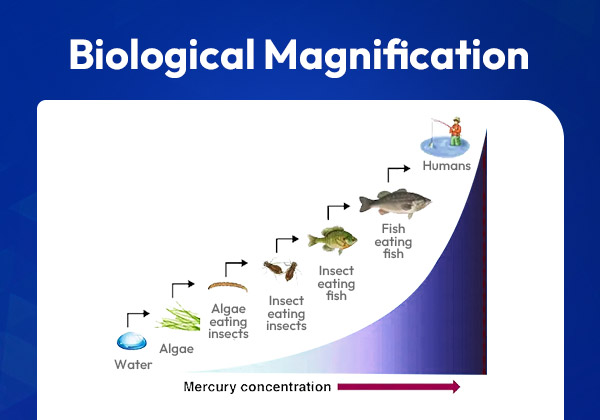 Biological Magnification: Types, Functions, Importance, Uses & Effects