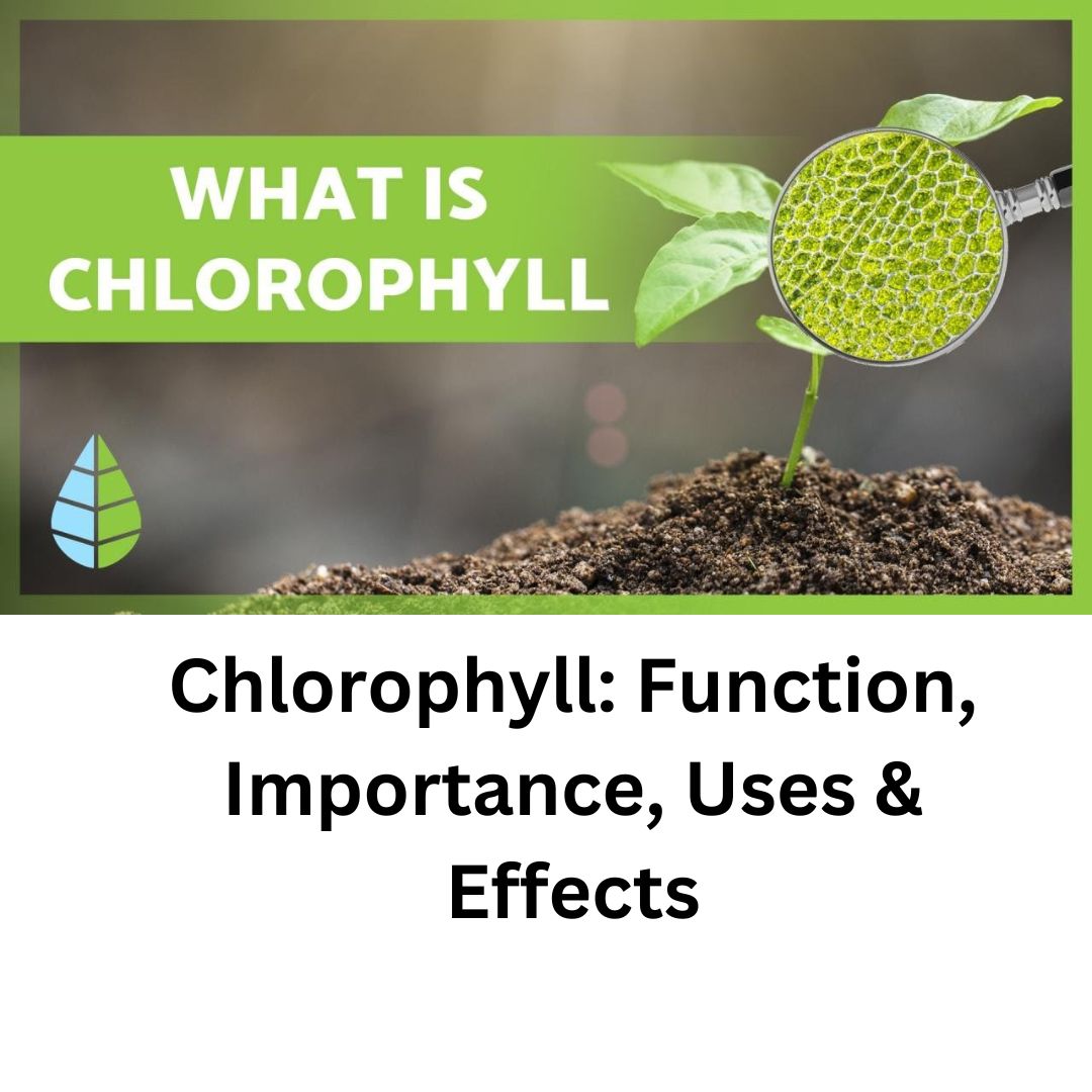 Chlorophyll: Function, Importance, Uses & Effects