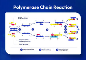 Polymerase Chain Reaction (PCR): Types, Functions, Importance, Uses ...