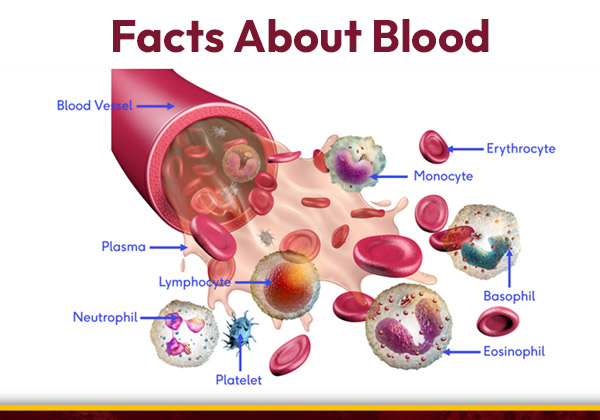 12 Interesting Facts About Blood