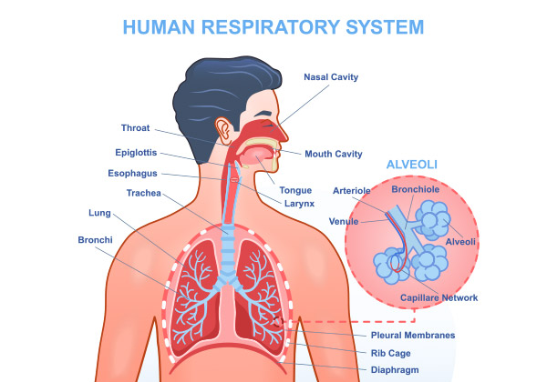Respiratory System Organs, Functions, Diseases and Common Treatments