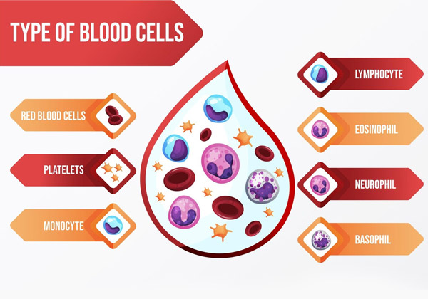 Different Types of Blood Cells: RBCs, WBCs, Platelets
