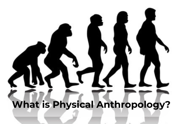 What is Physical Anthropology? Definition, Applications, Methods ...