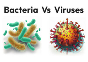 Difference Between Bacteria and Viruses