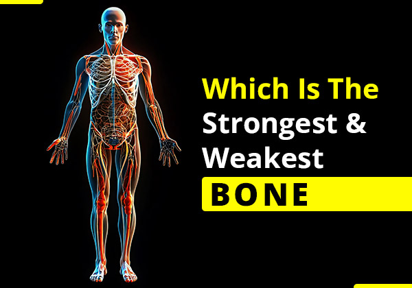 Which Is The Strongest And Weakest Bone In The Human Body?